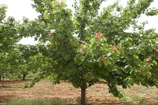 ഒരു മരം ട്രിം ചെയ്യുന്നു