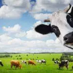 Трауматско перикардитис: Зошто постојат симптоми, третман на говеда 6085_10