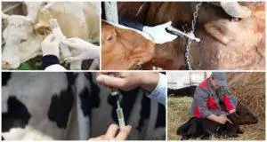 Schema und Diagramm der Impfung von Rindern von der Geburt, welche Impfungen Tiere machen