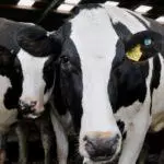 Трауматско перикардитис: Зошто постојат симптоми, третман на говеда 6085_13