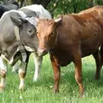 Трауматско перикардитис: Зошто постојат симптоми, третман на говеда 6085_8