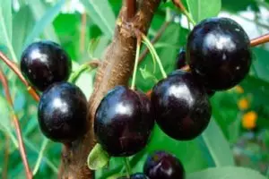 Descripción Cherry Cherry Hybrid Noble, características y regiones de creciente duque