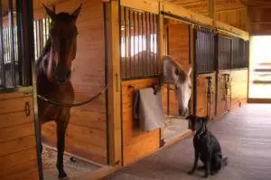 How at home to care for a horse for beginners