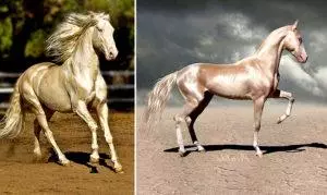 Карактеристике коња ахалтегијске пасмине и правила садржаја, колико трошкова