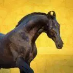 मार्वारिया घोडा जाती: भारतीय स्ककुनोव, काळजी आणि प्रजनन यांचे वर्णन 6092_1