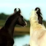 Marvaria Cabalos Raza: Descrición do indio Skakunov, coidado e reprodución 6092_10