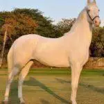 Marvaria Horses Breed: คำอธิบายของ Skakunov อินเดีย, การดูแลและการผสมพันธุ์ของอินเดีย 6092_11
