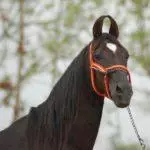 मार्वारिया घोडा जाती: भारतीय स्ककुनोव, काळजी आणि प्रजनन यांचे वर्णन 6092_12