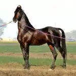 मारवारिया घोड़े नस्ल: भारतीय Skakunov, देखभाल और प्रजनन का विवरण 6092_2