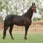 Marvaria Horses Breed: คำอธิบายของ Skakunov อินเดีย, การดูแลและการผสมพันธุ์ของอินเดีย 6092_3
