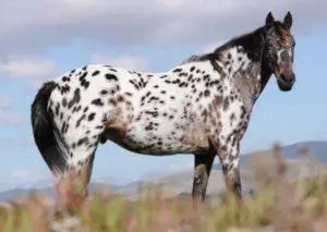 Appaluzaの馬の馬の説明と特徴、コンテンツと価格の特徴