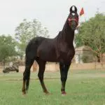 Worvaria Konji se uzgaja: Opis indijskog skakunovog, njege i uzgoja 6092_5