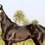 मार्वारिया घोडा जाती: भारतीय स्ककुनोव, काळजी आणि प्रजनन यांचे वर्णन 6092_6