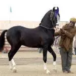 मार्वारिया घोडा जाती: भारतीय स्ककुनोव, काळजी आणि प्रजनन यांचे वर्णन 6092_7