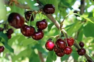 Ukuchazwa kwe-hybrid Miracle Cherry nabakhi be-pollinators, ukutshala nokunakekela
