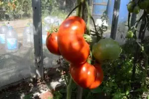 Tsananguro yeTomato Tomato Giant novikova, ongororo uye inobereka