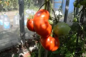 Mô tả về Tomato Tomato Giant Novikova, đánh giá và năng suất