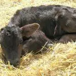 The calf does not drink milk: what to do and how to focus the baby, the causes of the problem 6097_10
