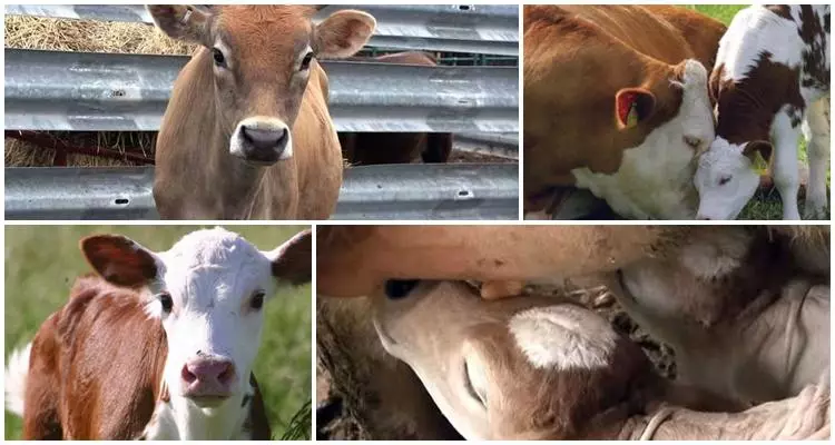 calf doesn't drink milk