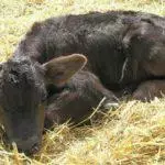 The calf does not drink milk: what to do and how to focus the baby, the causes of the problem 6097_5