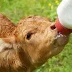 Veršelis negeria pieno: ką daryti ir kaip sutelkti kūdikį, problemos priežastys 6097_9