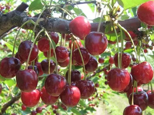 Cherry pencuci mulut Morozova.