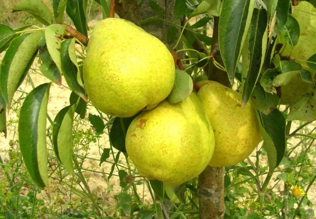 Bacterial Burns of Pear: Antibiotic treatment at resistant varieties 610_12