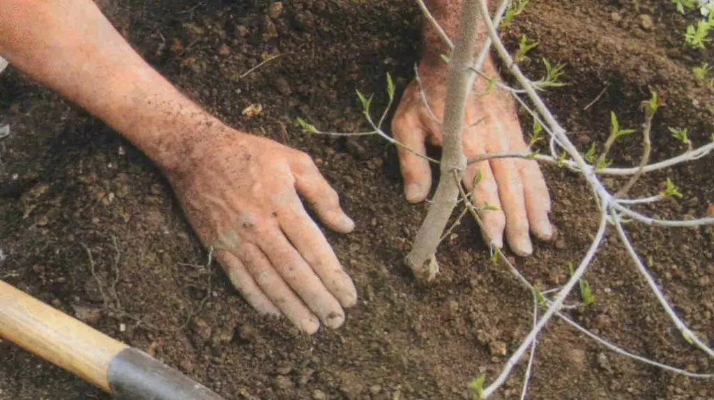 Bacterial Burns of Pear: Antibiotic treatment at resistant varieties 610_13