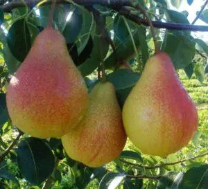 Paglalarawan at katangian Pear paboritong clapp, landing, lumalaki at pag-aalaga