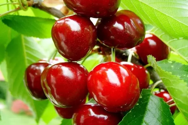 Iziqhamo eziqaqambileyo cherry