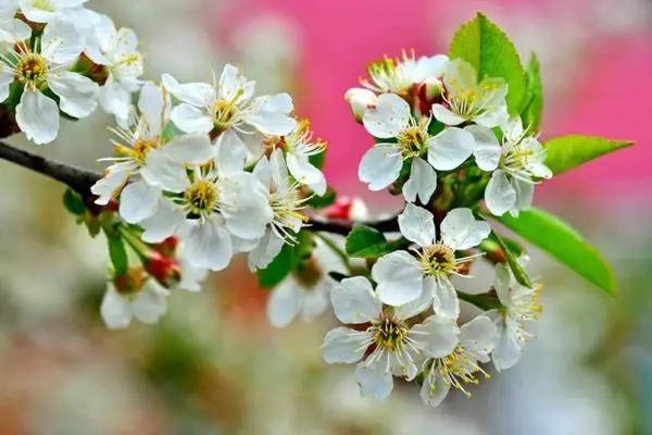Blooming Cherry