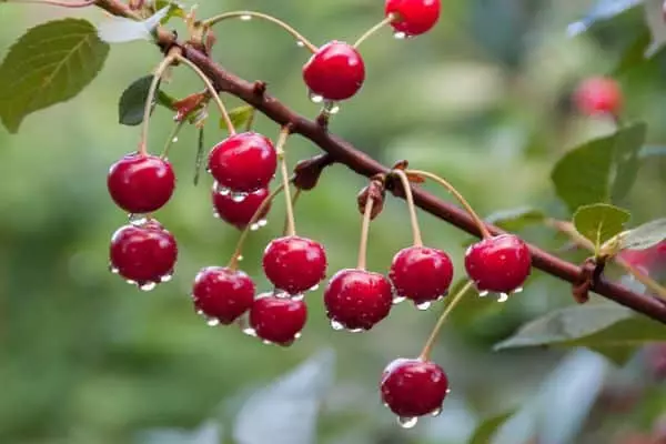 Berries of Cherry