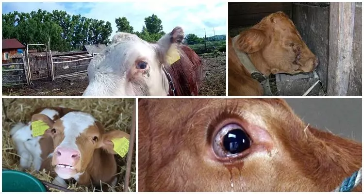 Mga mata ng gulong sa calf.