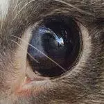 Calfove oči će biti gledane: uzroci i dijagnozu nego za liječenje i sprječavanje 6111_9
