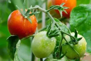 番茄品種的描述可能上升及其特徵