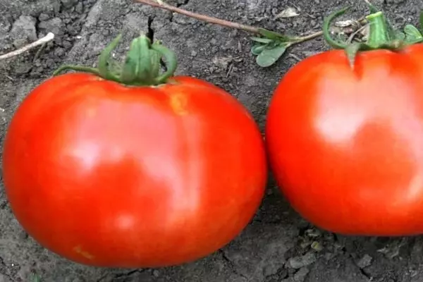 Lyzhoyy tomato