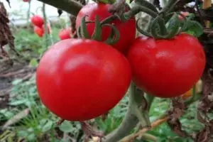 Bästa betyg av självpolliserade tomatfrön för växthus och öppen mark