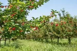 Descrizione delle migliori varietà di ciliegie nane, atterraggio e cura, controllo delle malattie