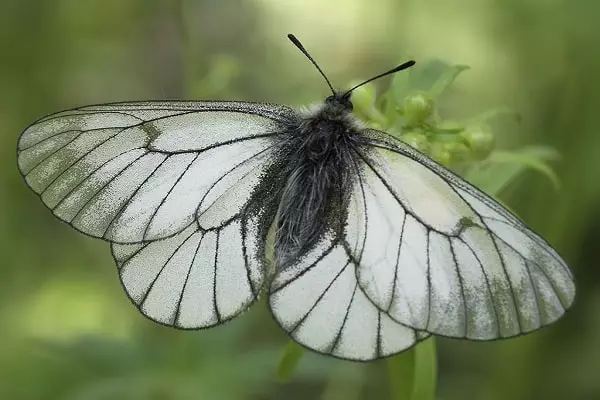 Butterfly-Hayrshnitsa