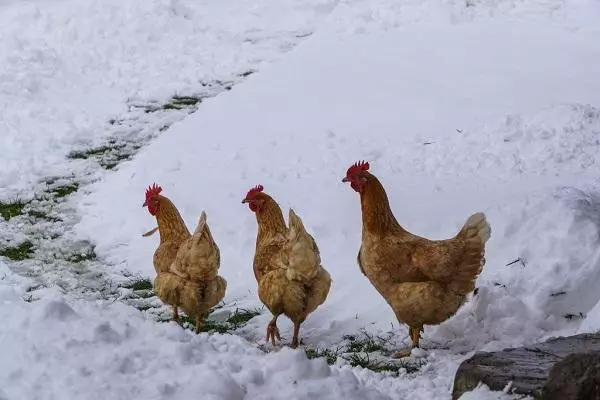 Pase a través da neve