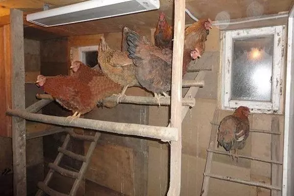 Sydal in Chicken Coop