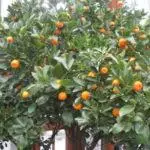 Orange Moro: Maelezo 3 ya aina nyekundu na maombi yao, sheria za huduma 6121_10