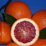 Orange Moro: Maelezo 3 ya aina nyekundu na maombi yao, sheria za huduma 6121_7