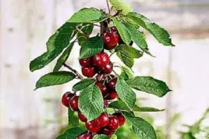 ລາຍລະອຽດແລະຄຸນລັກສະນະຂອງແນວພັນຂອງ cherries coloniac, ການລົງຈອດແລະການດູແລ, ວິທີການຕັດ