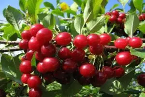 Description, Advantages and Disadvantages of Alice Felt Cherry, Growing Grade and Care Rules