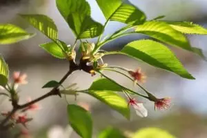 Frequent reasons why the cherry does not fertize what to do with it