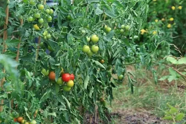 Bušų pomidorai