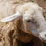 Ինչպես վարվել ոչխարներից `մայթերից. Պատրաստում եւ ժողովրդական միջոցներ բուժման համար 6129_10