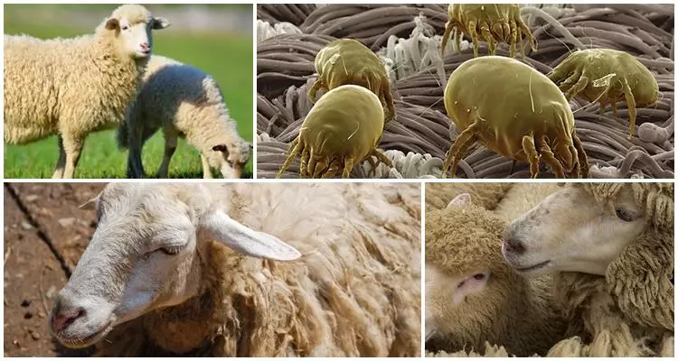 انبردست در گوسفند