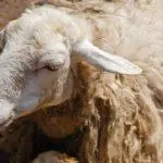نحوه برخورد گوسفند از کنه ها: آماده سازی و داروهای محلی برای درمان 6129_3